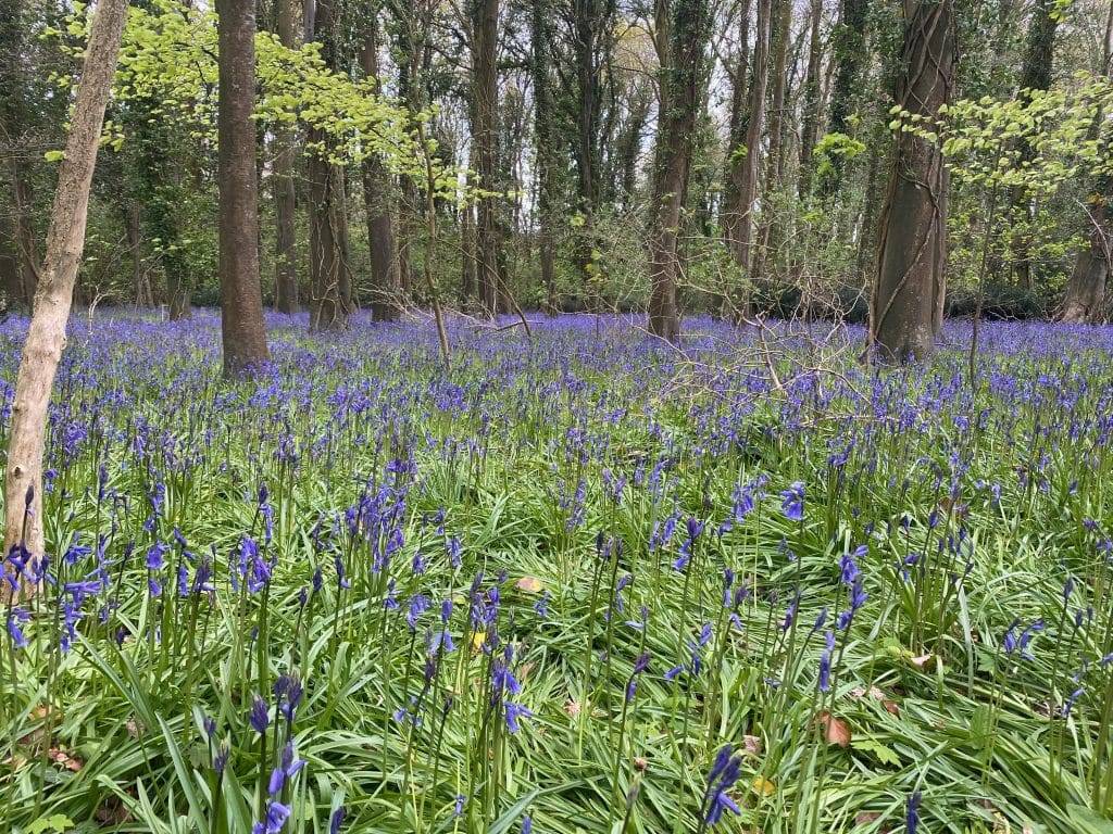 PINETUM & ARBORETUM - Bicton Park Botanical Gardens